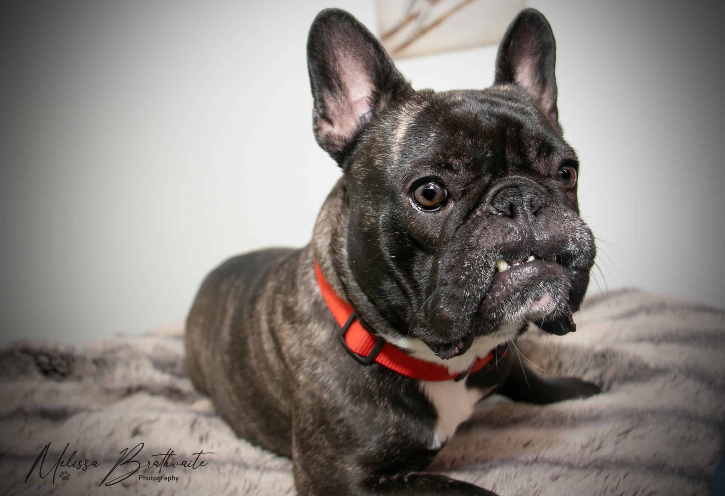 Home - Rescue Friends