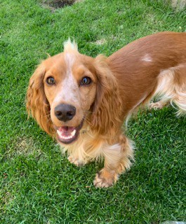 Aries - Rescue Friends