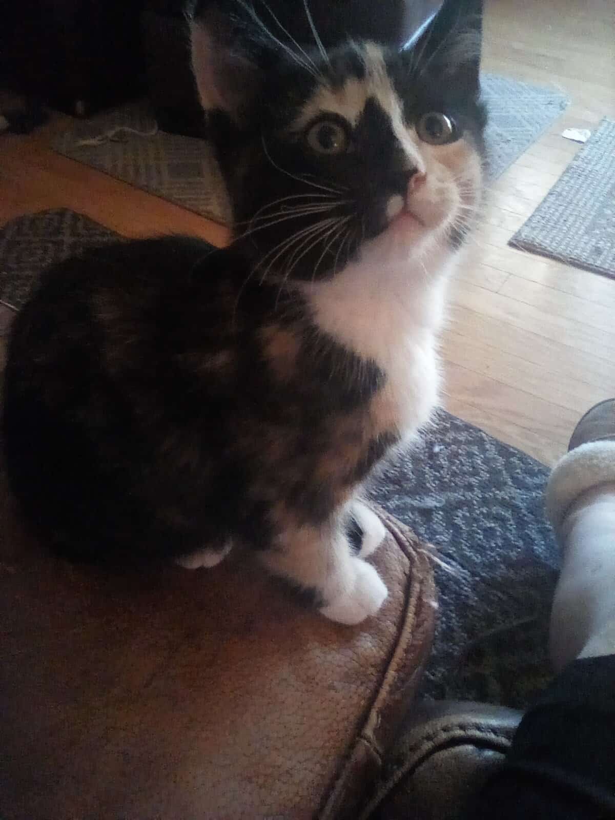 Jen - Rescue Friends