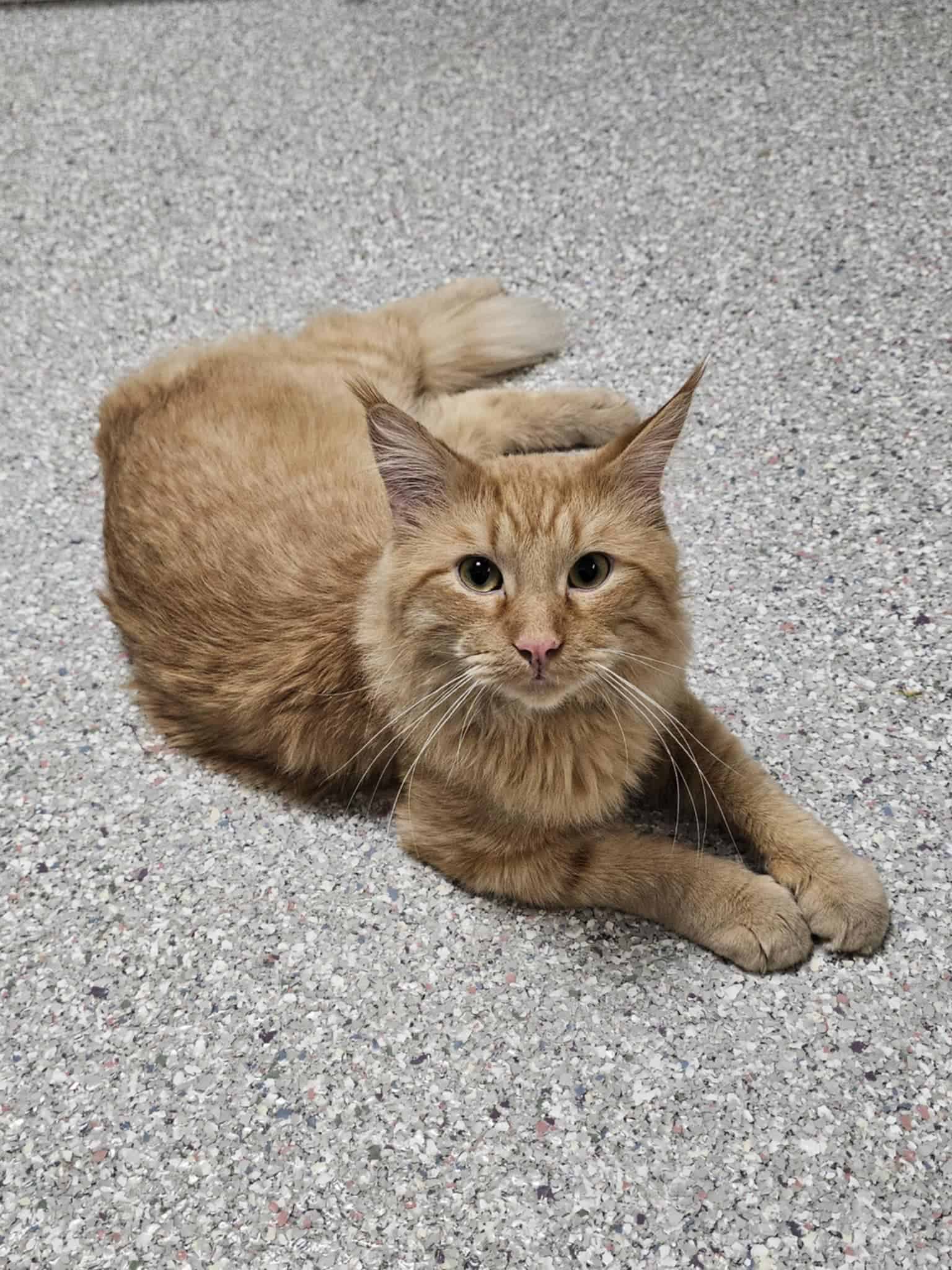 Home - Rescue Friends