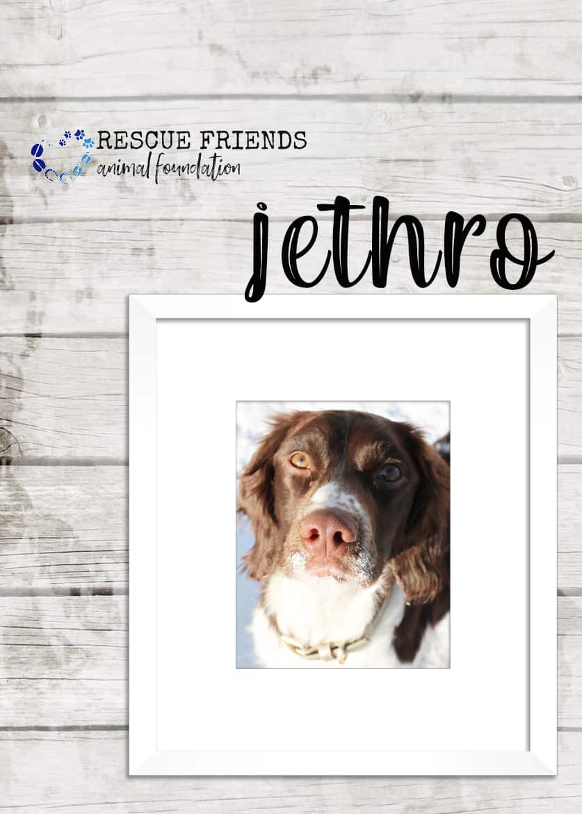 Adoptable Dogs - Rescue Friends