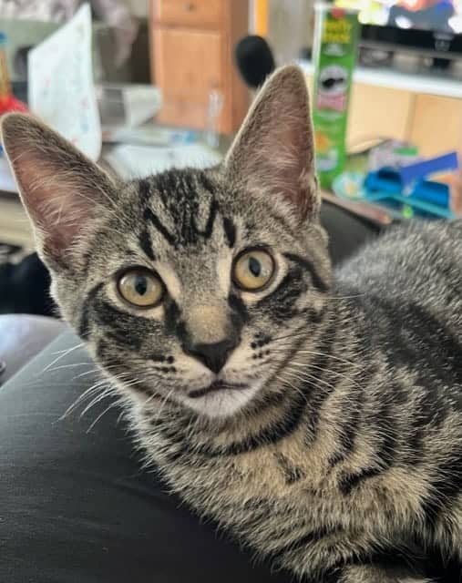 Elliot - Rescue Friends