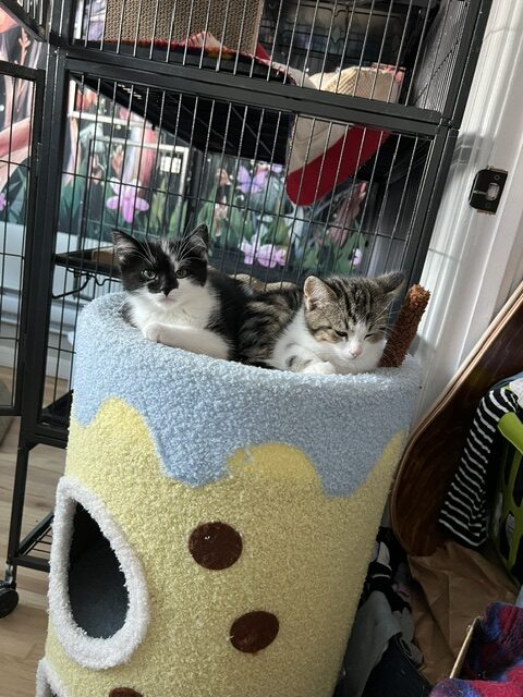 Buffy - Rescue Friends